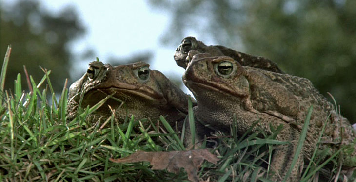 ‘Frogs’ (1972) Review - ScreenAge Wasteland
